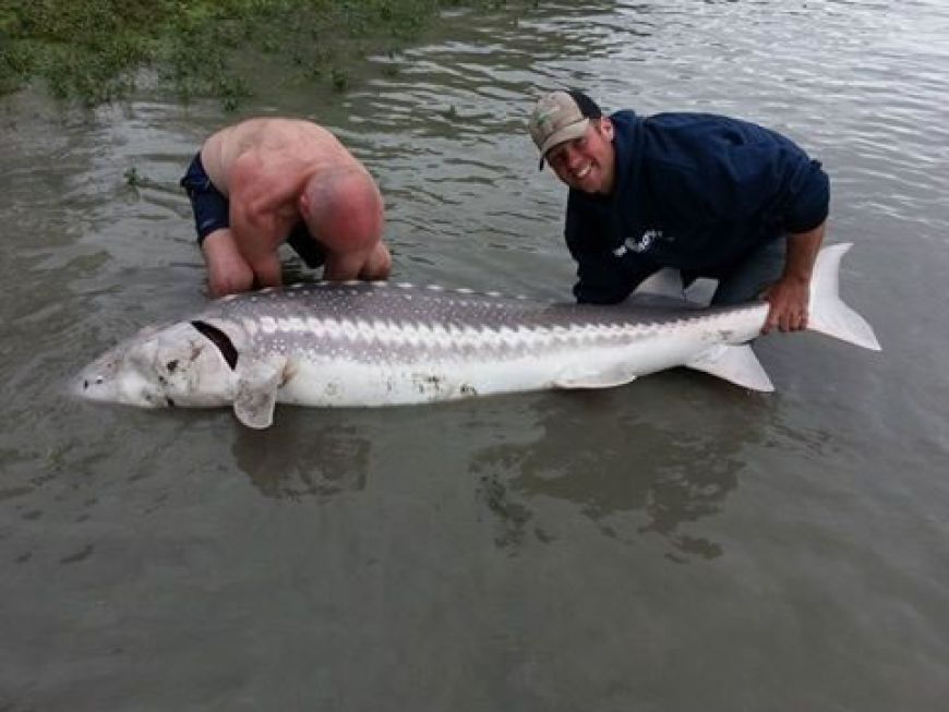 Vancouver Fishing Report, Sept 9th - Bon Chovy Salmon Fishing Charters