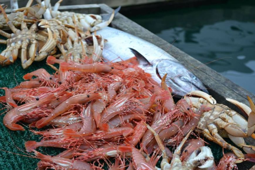 Vancouver Fishing Report, November 28th - Bon Chovy Salmon Fishing Charters