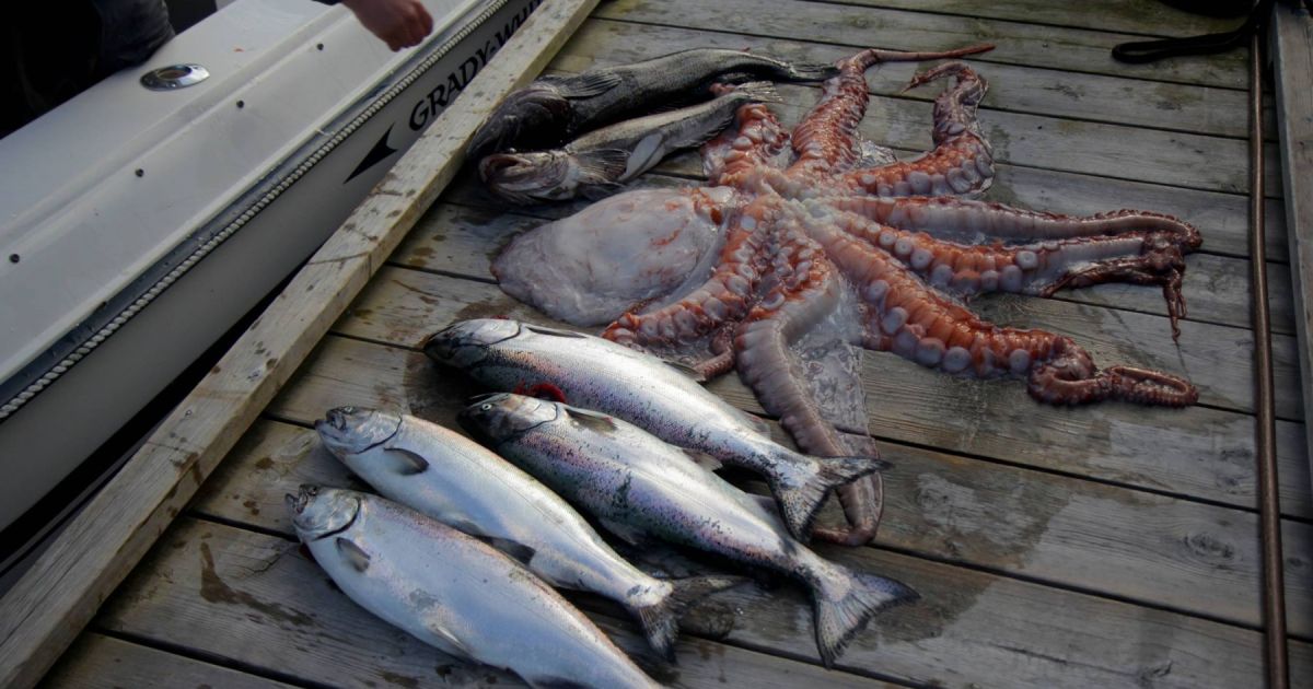 Vancouver Fishing Report for the Middle Of May - Bon Chovy Salmon ...