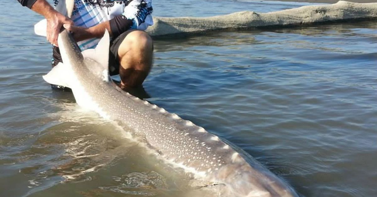 Vancouver Fishing Report, August 15th - Bon Chovy Salmon Fishing Charters